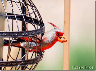 Sycamore Canyon Birds